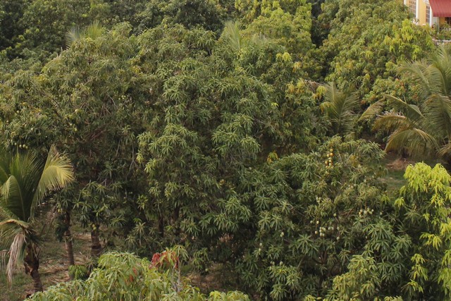 The important fruit of Myanmar – Juicy Mango - TNK Travel