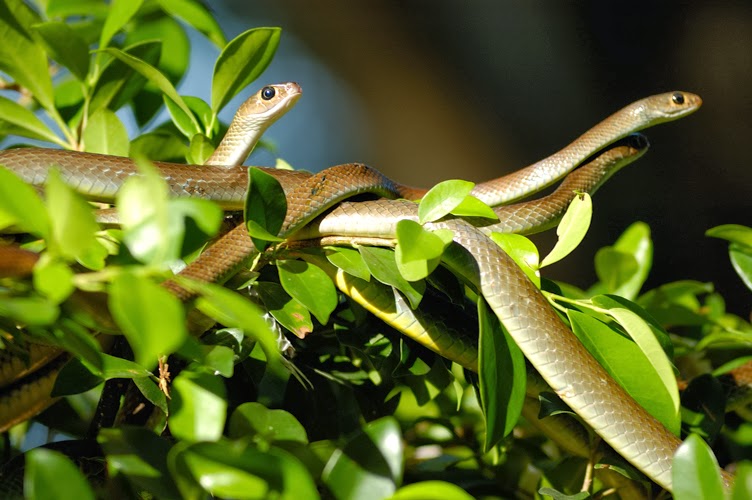 Dong Tam Snake Farm (Tien Giang) Travel Guide - TNK Travel